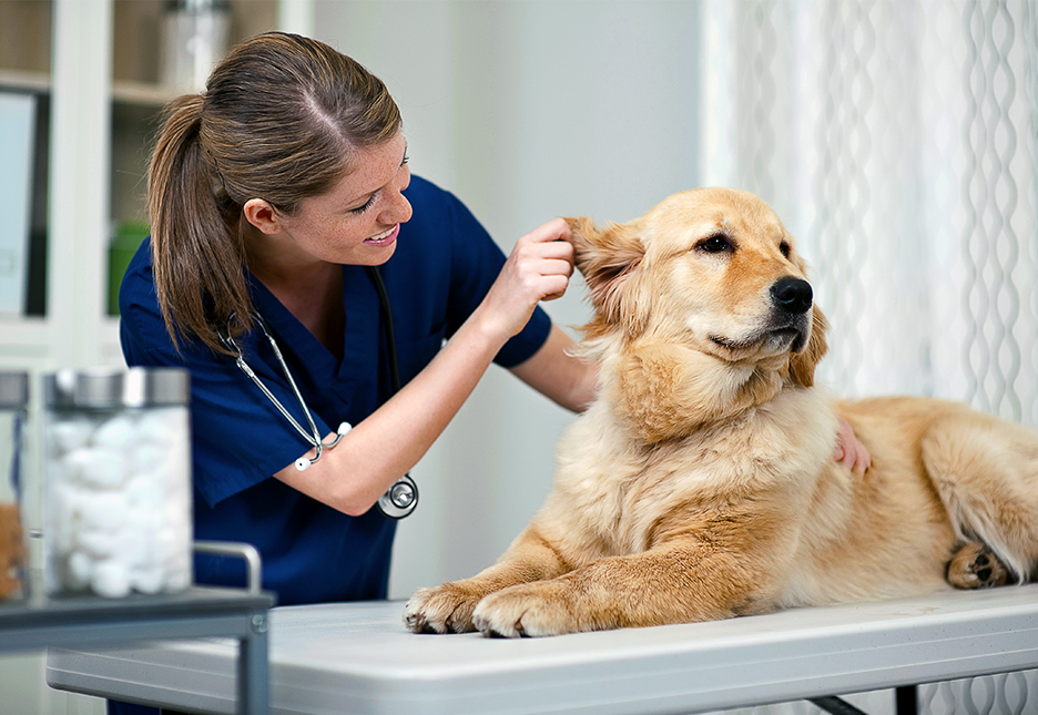 How To Become A Veterinary Technician Baker College How To Become A Veterinary Technician Baker College