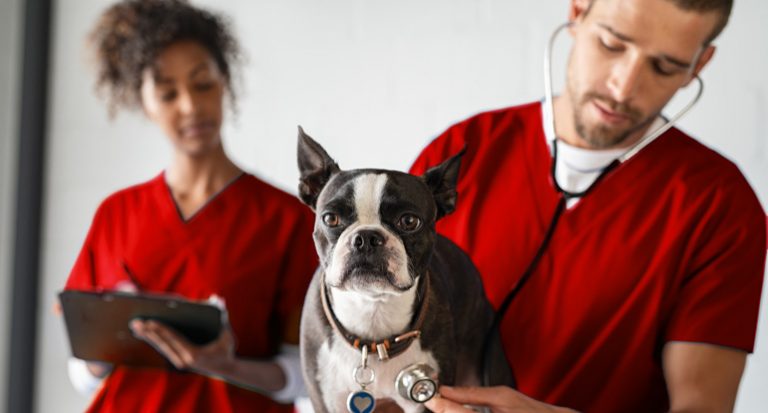 Veterinary Assistant Vs. Veterinary Technician - Baker College