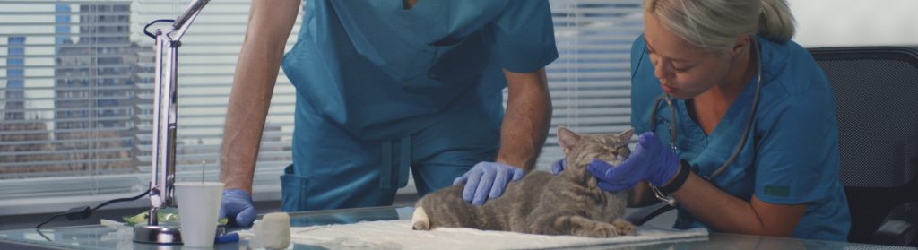 Veterinary Technology Associate Degree Program | Baker College in Michigan